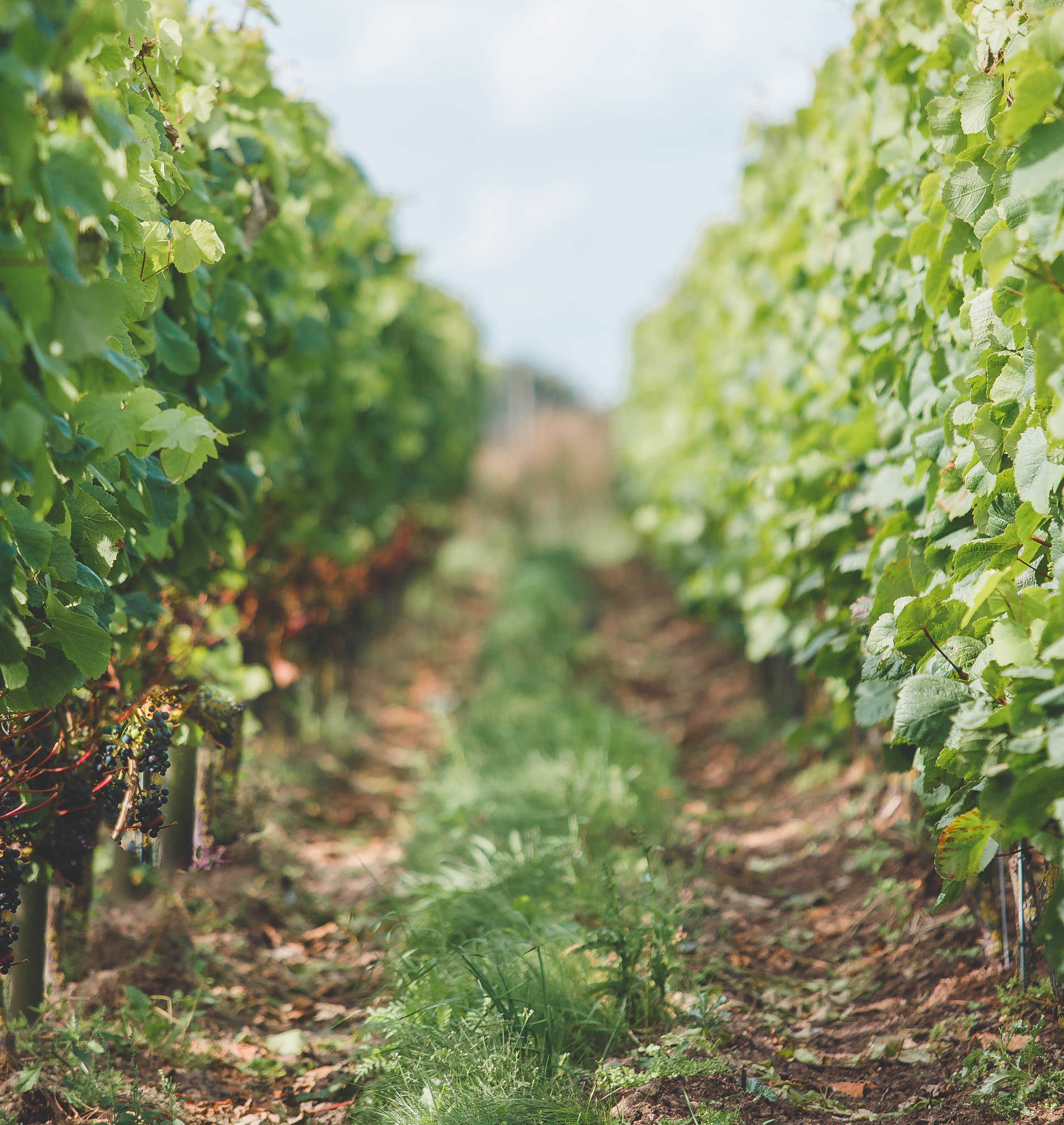 Vinprovning | Lomma kommun evenemangskalender