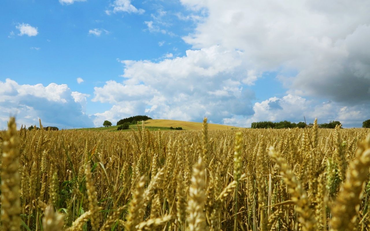 22 Fru Alstad - Trelleborg